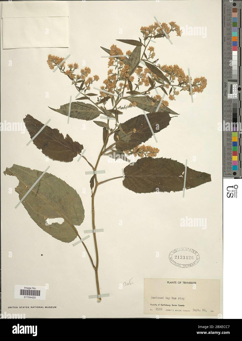 Symphyotrichum sp hi-res stock photography and images - Alamy