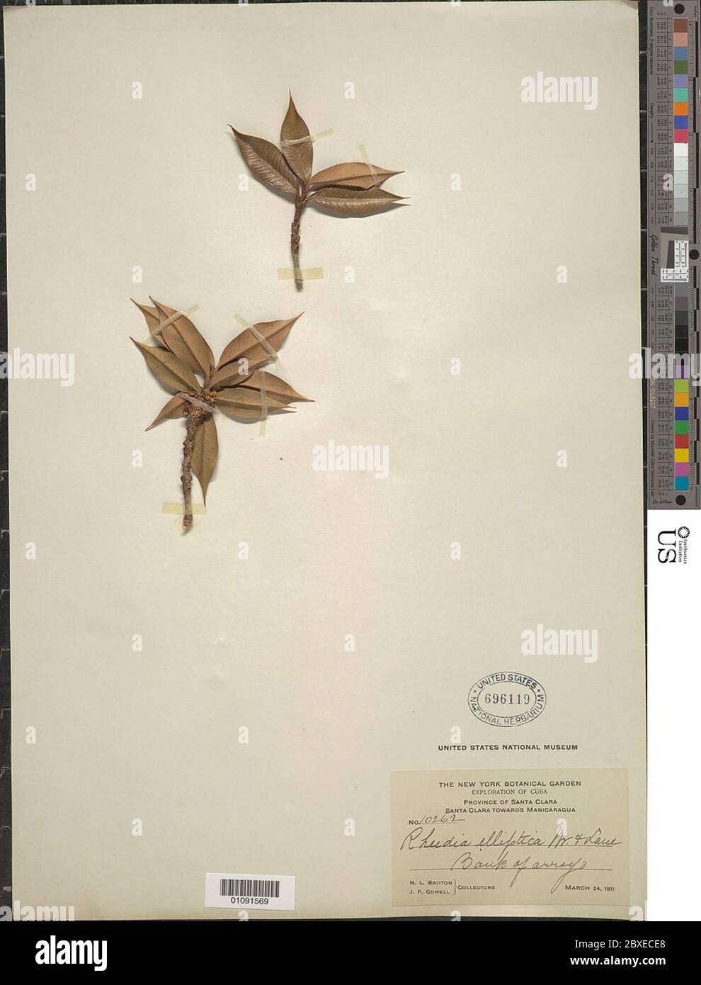 Rheedia elliptica C Wright Rheedia elliptica C Wright Stock Photo - Alamy