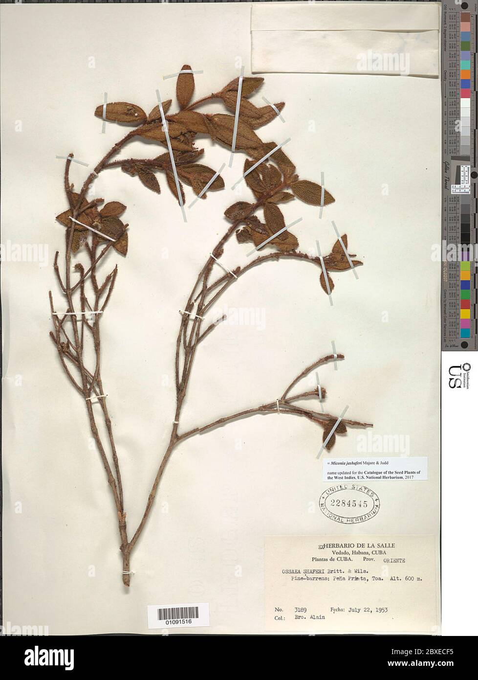 Majure hi-res stock photography and images - Alamy