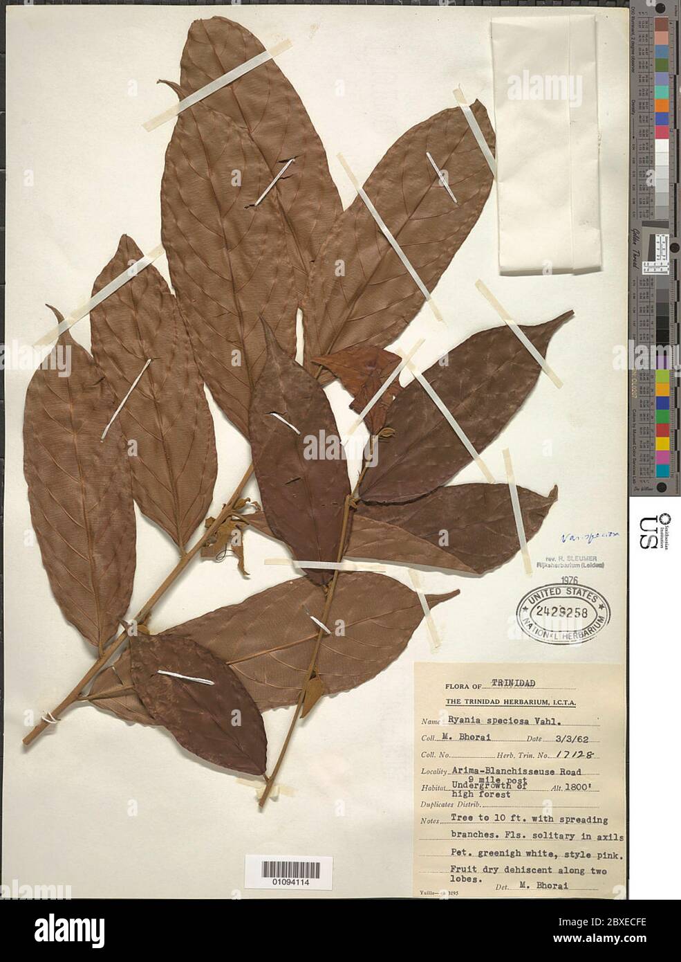 Ryania speciosa hi-res stock photography and images - Alamy