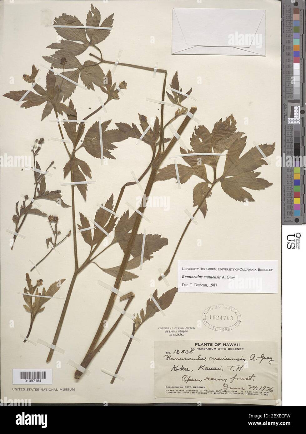 Mauiensis hi-res stock photography and images - Alamy