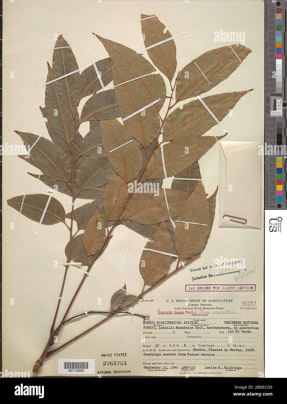 Toona ciliata M Roem Toona ciliata M Roem Stock Photo - Alamy