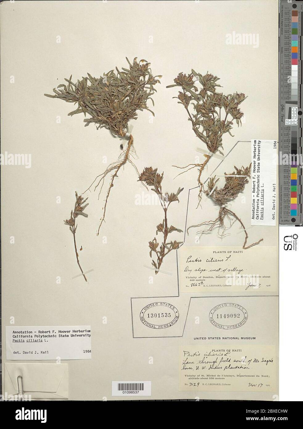 Pectis hi-res stock photography and images - Alamy