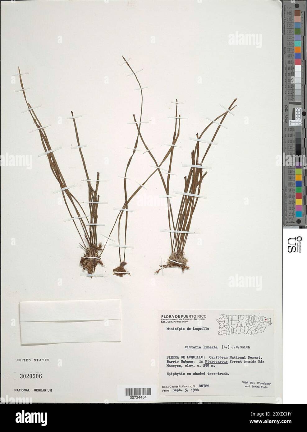 Vittaria lineata hi-res stock photography and images - Alamy