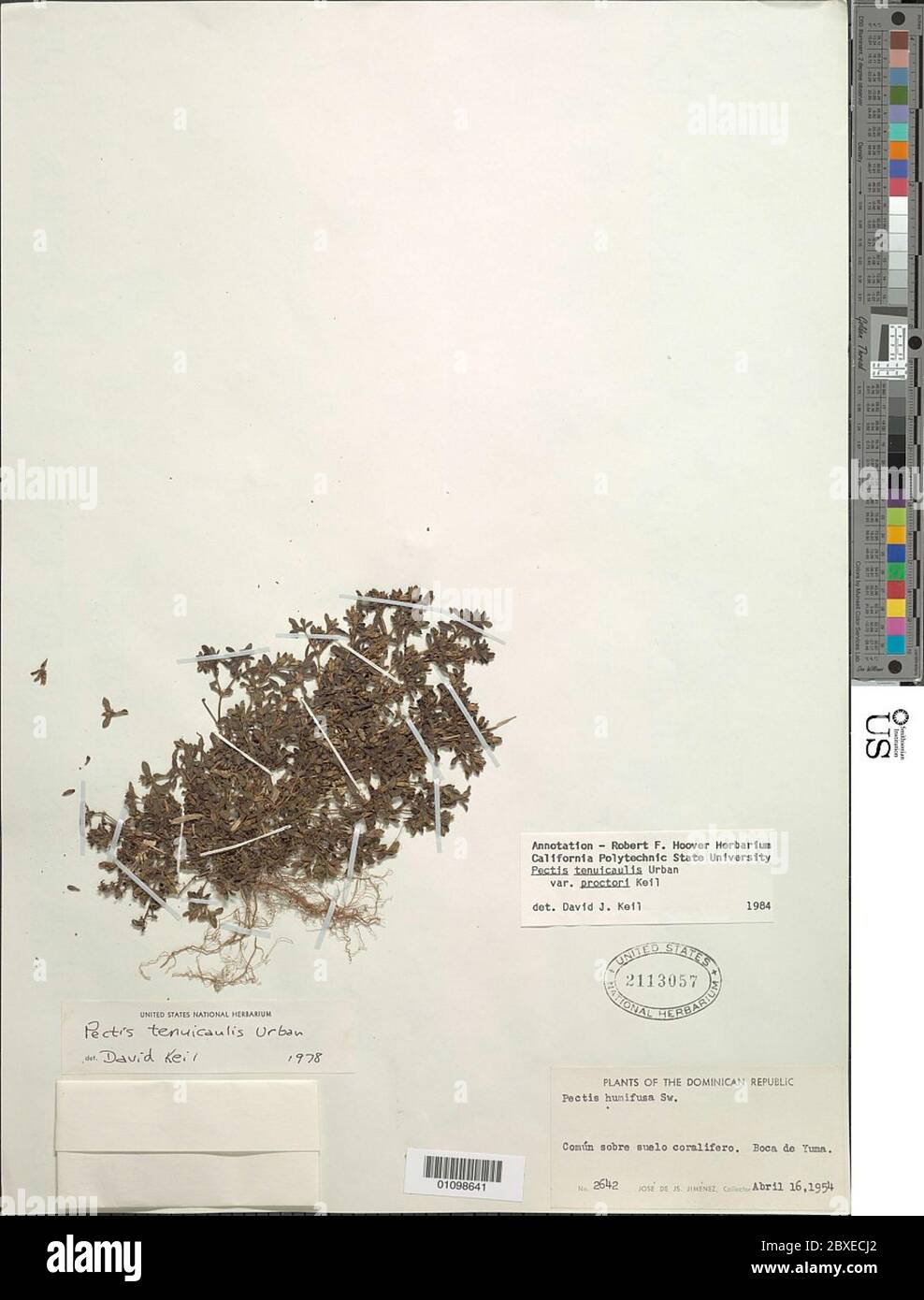 Pectis tenuicaulis Urb Pectis tenuicaulis Urb Stock Photo - Alamy