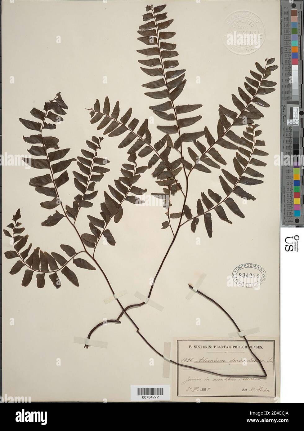 Adiantum latifolium hi-res stock photography and images - Alamy