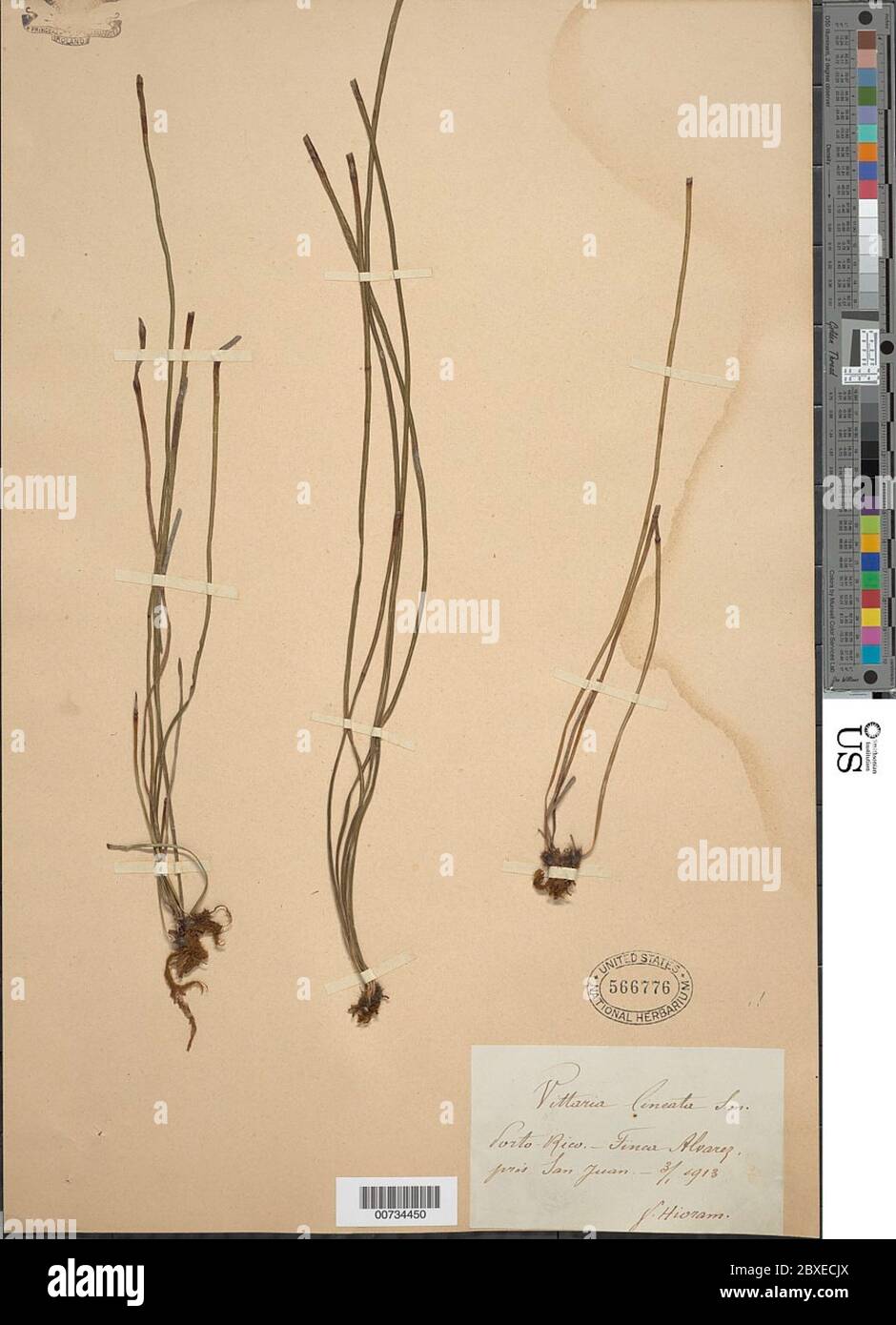 Vittaria lineata hi-res stock photography and images - Alamy