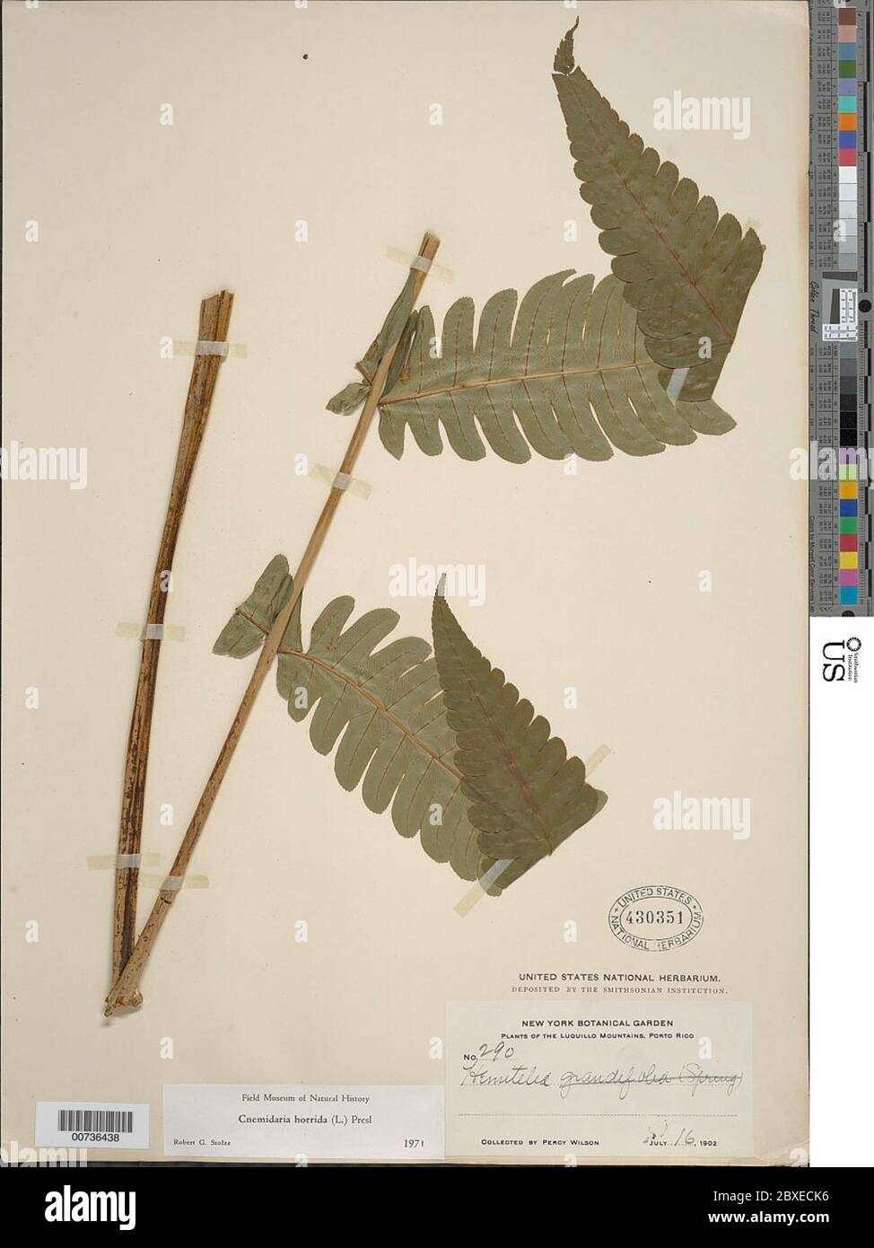 Cyathea genus hi-res stock photography and images - Alamy