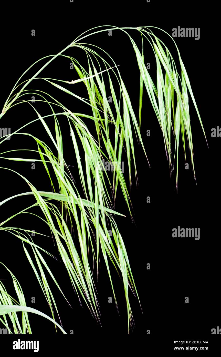 Cheatgrass hi-res stock photography and images - Alamy