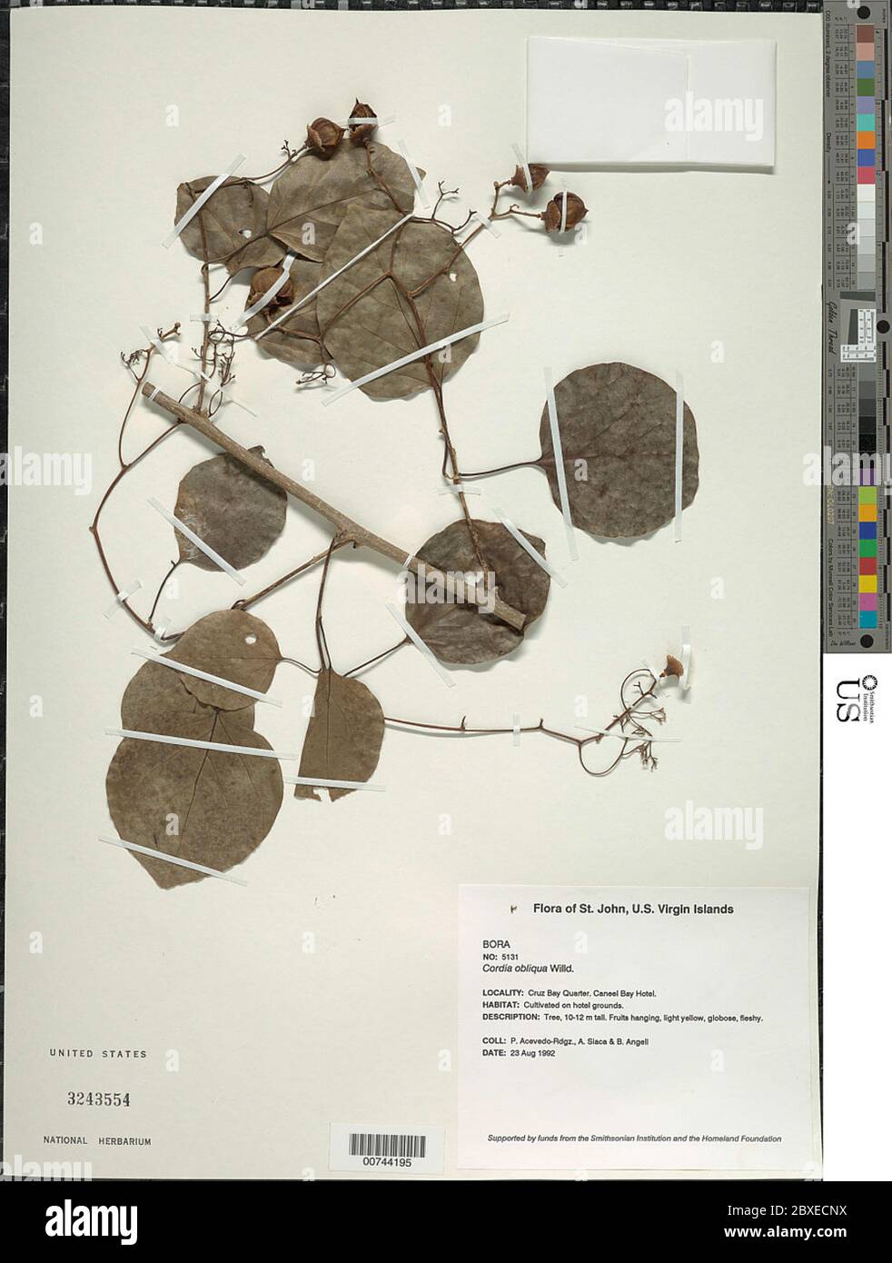 Cordia obliqua Willd Cordia obliqua Willd Stock Photo - Alamy