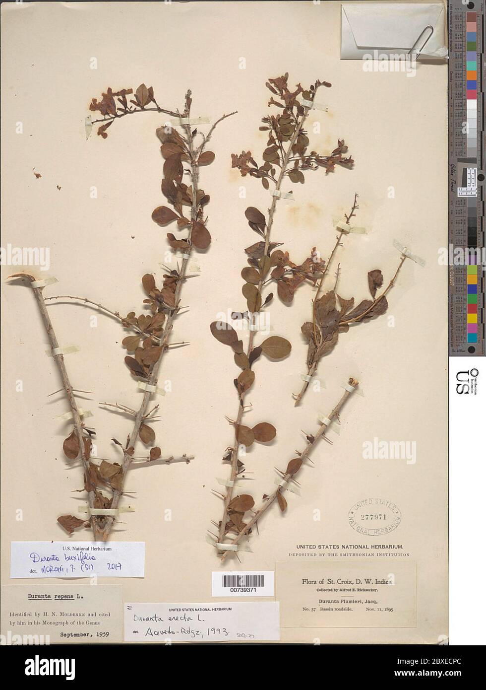 Duranta Erecta L High Resolution Stock Photography and Images - Alamy