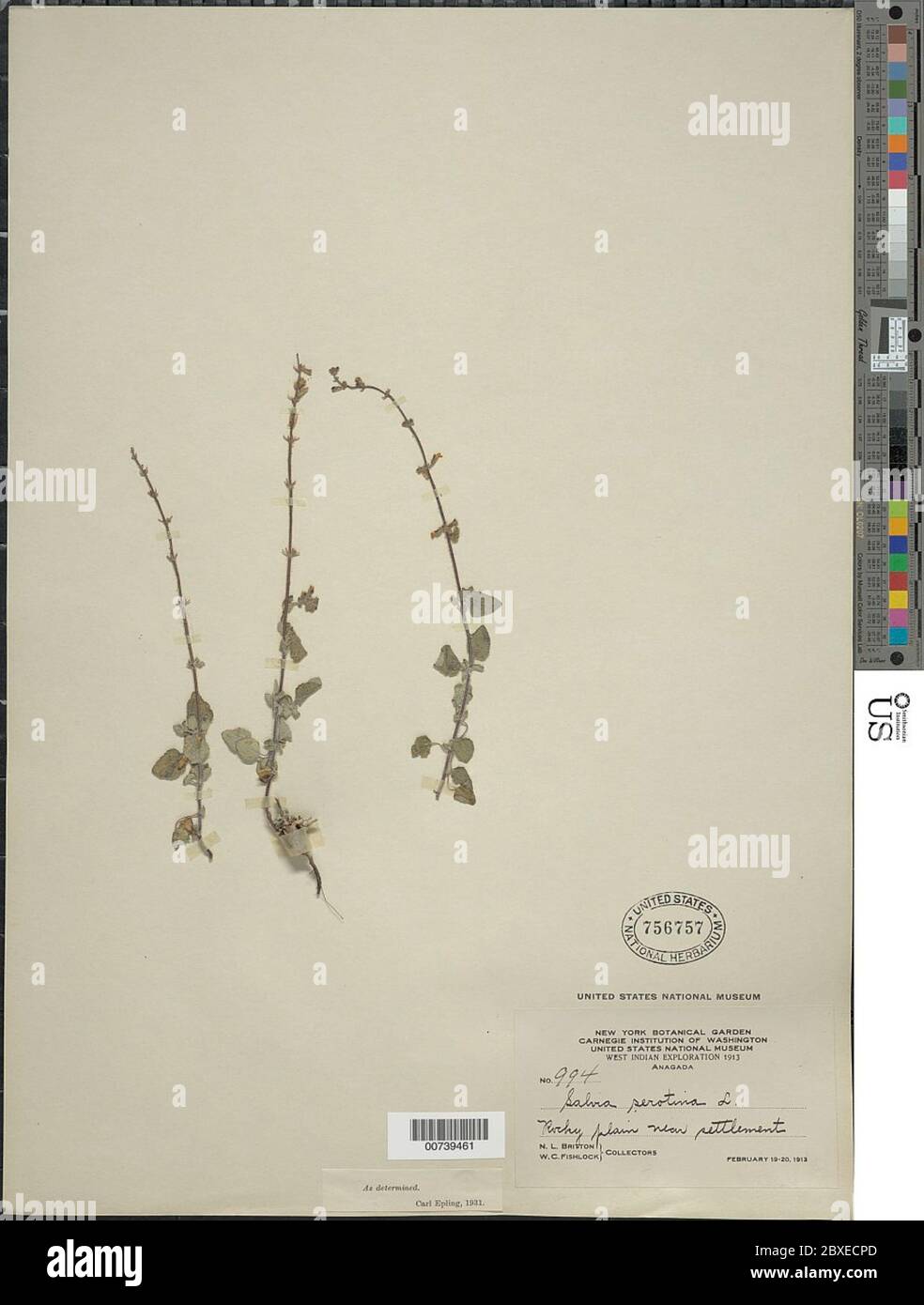 Salvia serotina L Salvia serotina L Stock Photo - Alamy