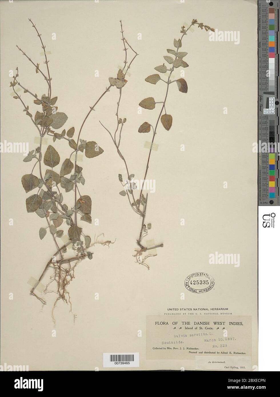 Salvia serotina L Salvia serotina L Stock Photo - Alamy