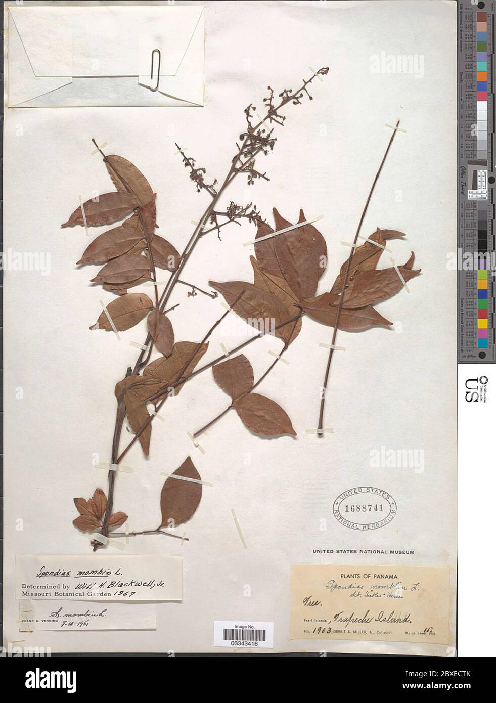 Spondias mombin l hi-res stock photography and images - Alamy