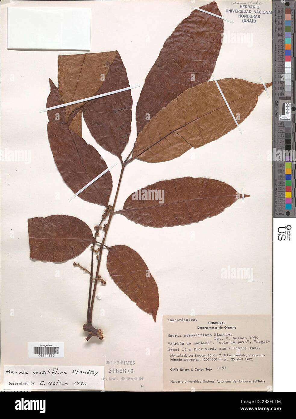 Mauria sessiliflora Standl Mauria sessiliflora Standl Stock Photo - Alamy