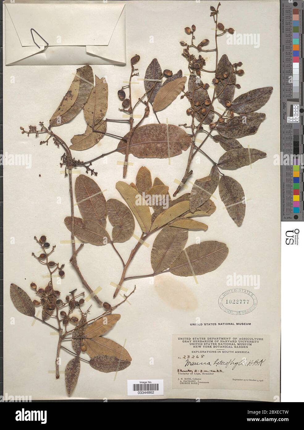 Mauria heterophylla Kunth Mauria heterophylla Kunth Stock Photo - Alamy