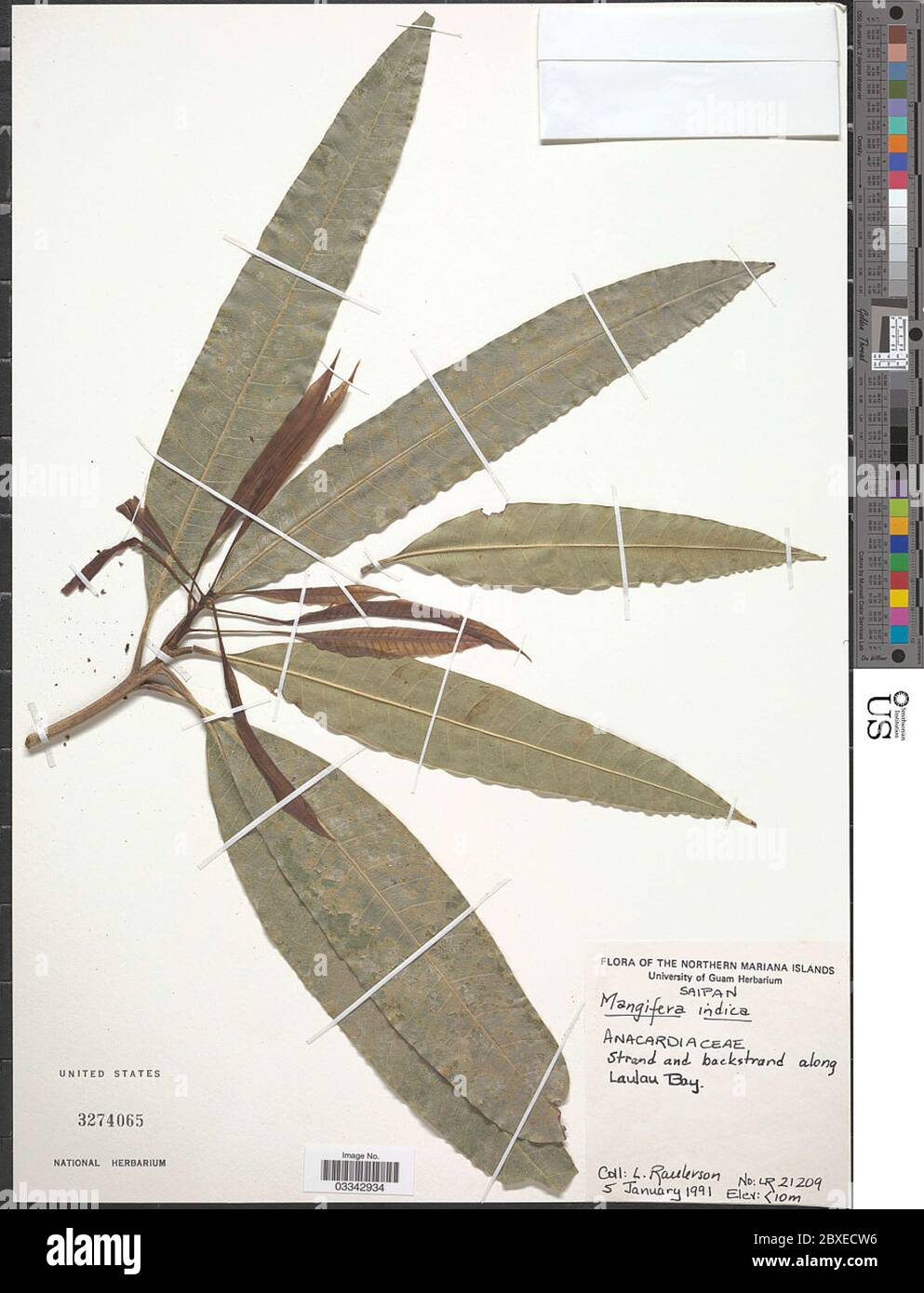 Mangifera indica L Mangifera indica L Stock Photo - Alamy