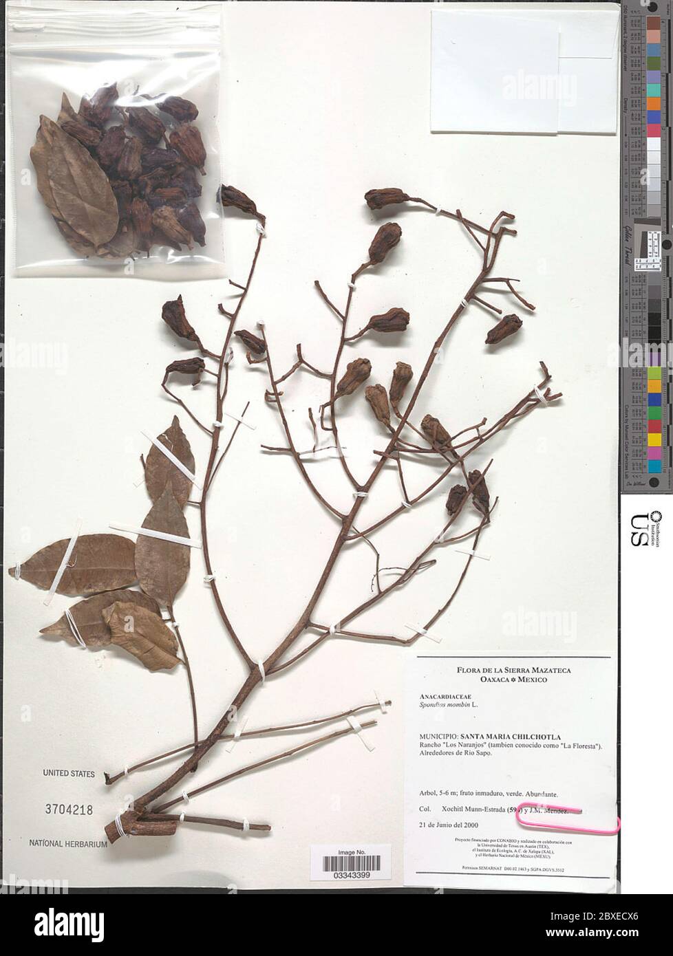 Spondias mombin l hi-res stock photography and images - Alamy