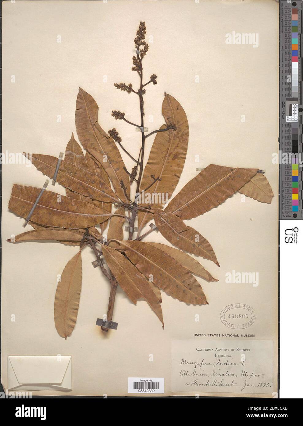 Mangifera indica L Mangifera indica L Stock Photo - Alamy