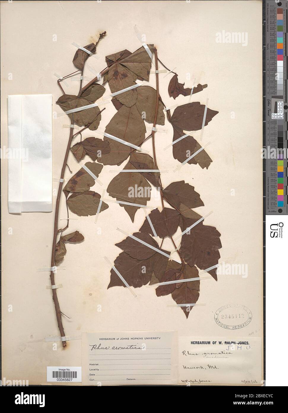 Rhus crenata hi-res stock photography and images - Alamy