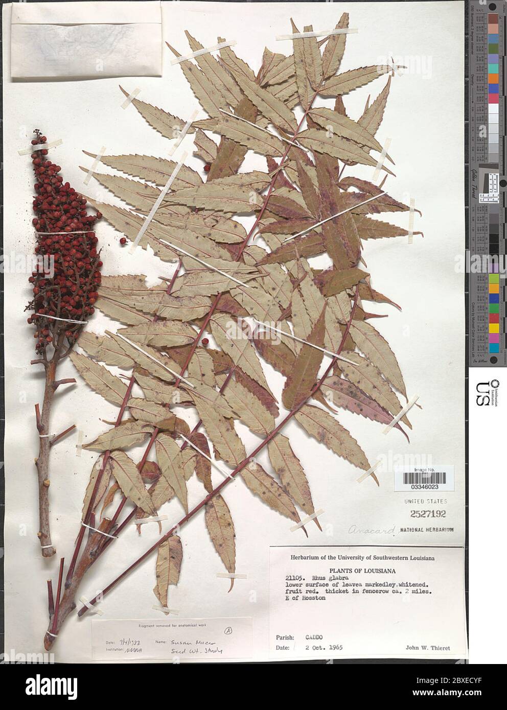 Rhus glabra l hi-res stock photography and images - Alamy