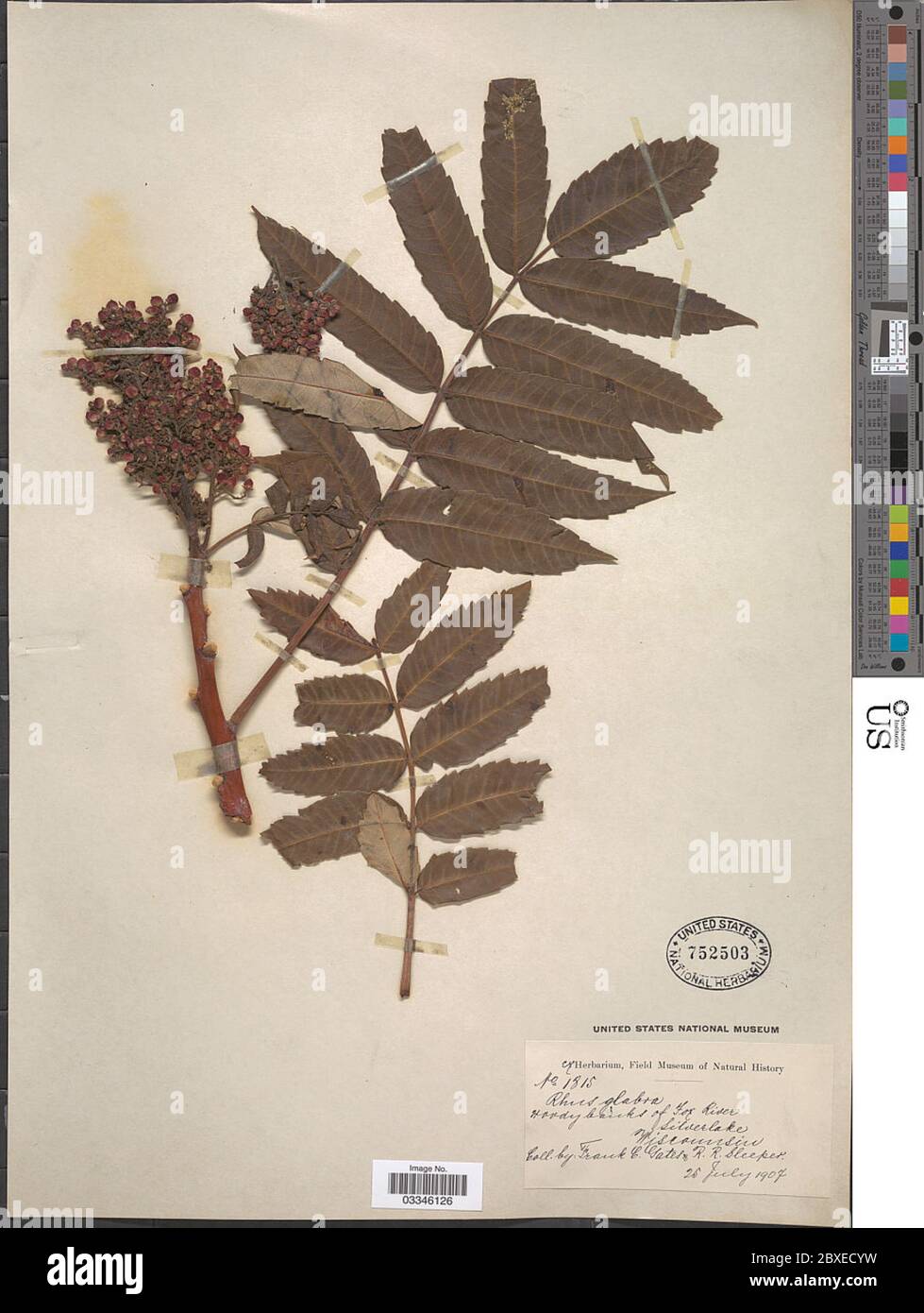 Rhus glabra l hi-res stock photography and images - Alamy