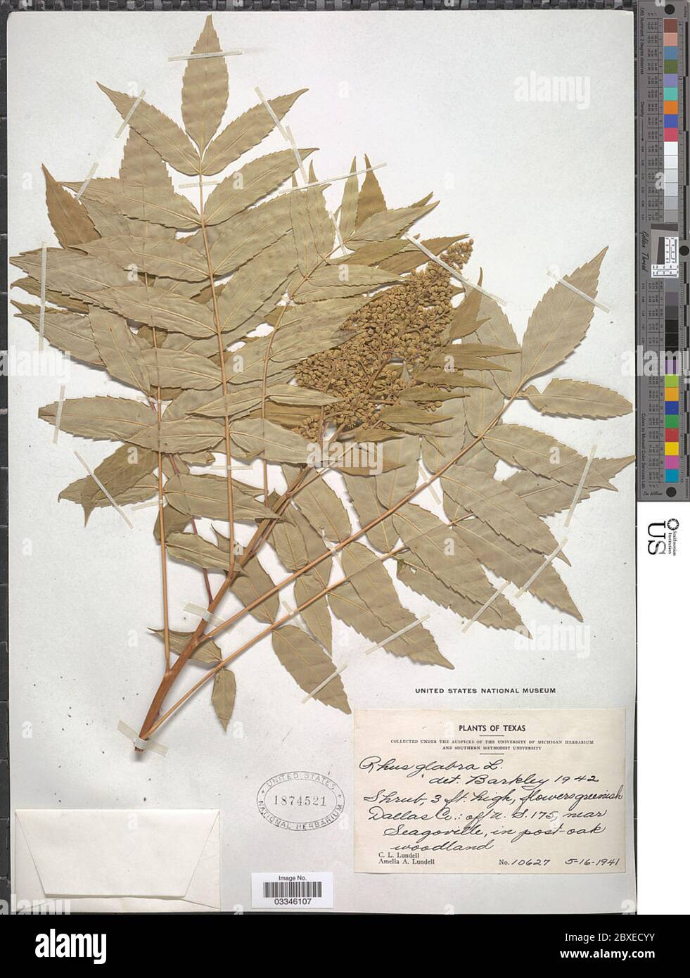 Rhus glabra l hi-res stock photography and images - Alamy