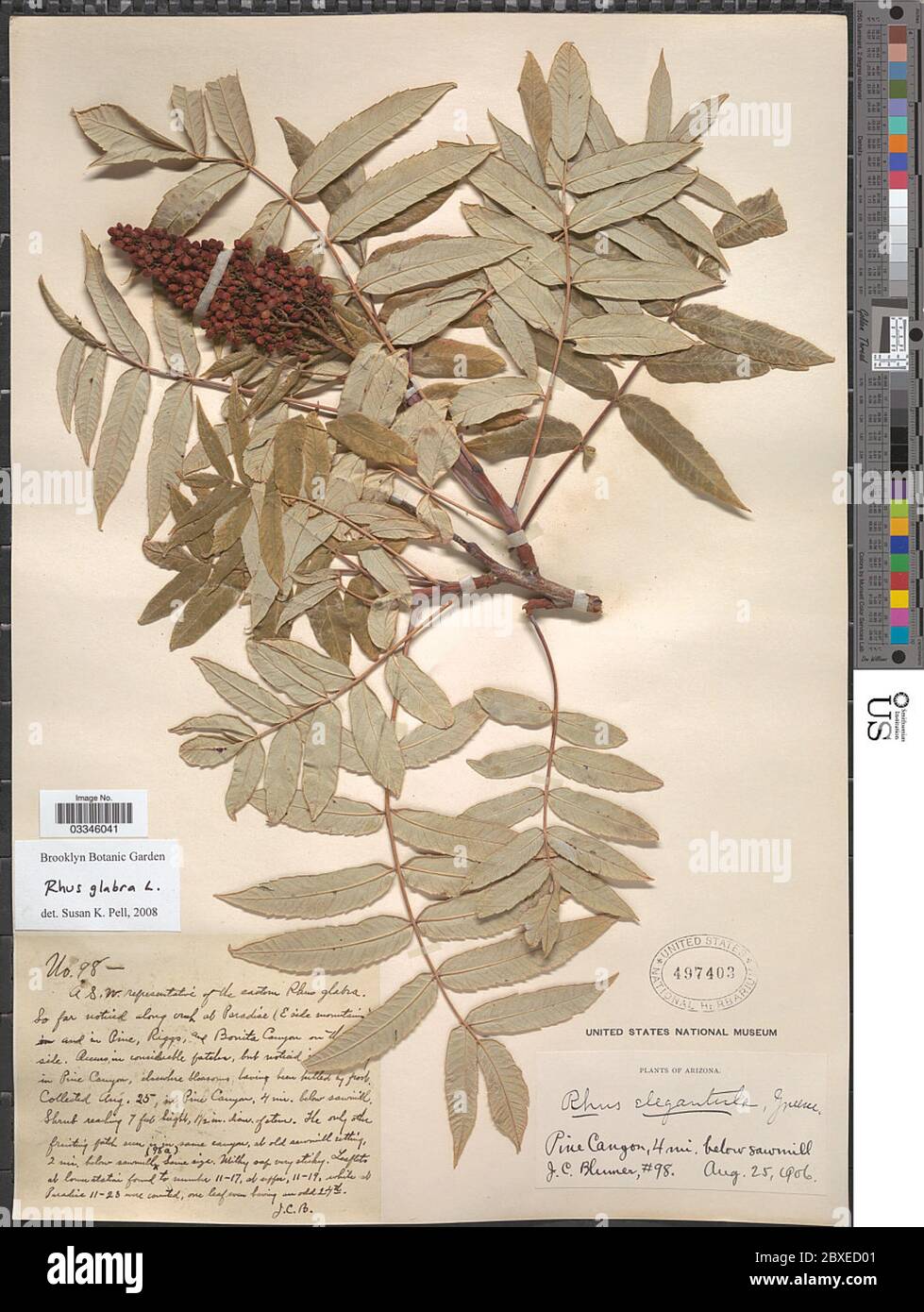 Rhus glabra L Rhus glabra L Stock Photo - Alamy