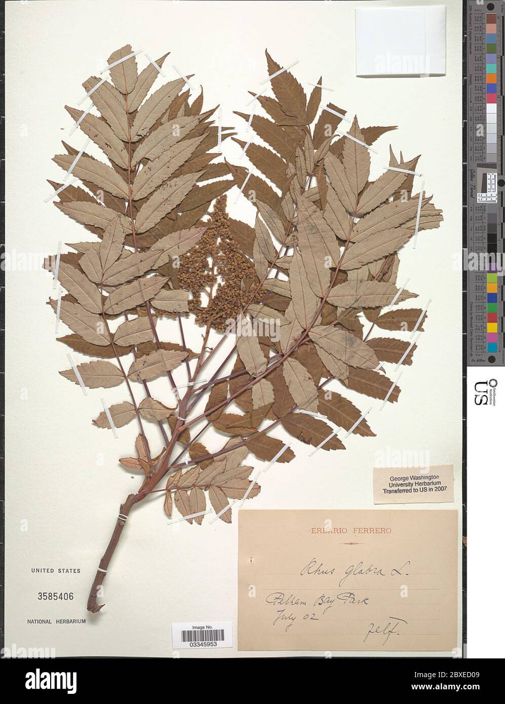 Rhus glabra L Rhus glabra L Stock Photo - Alamy
