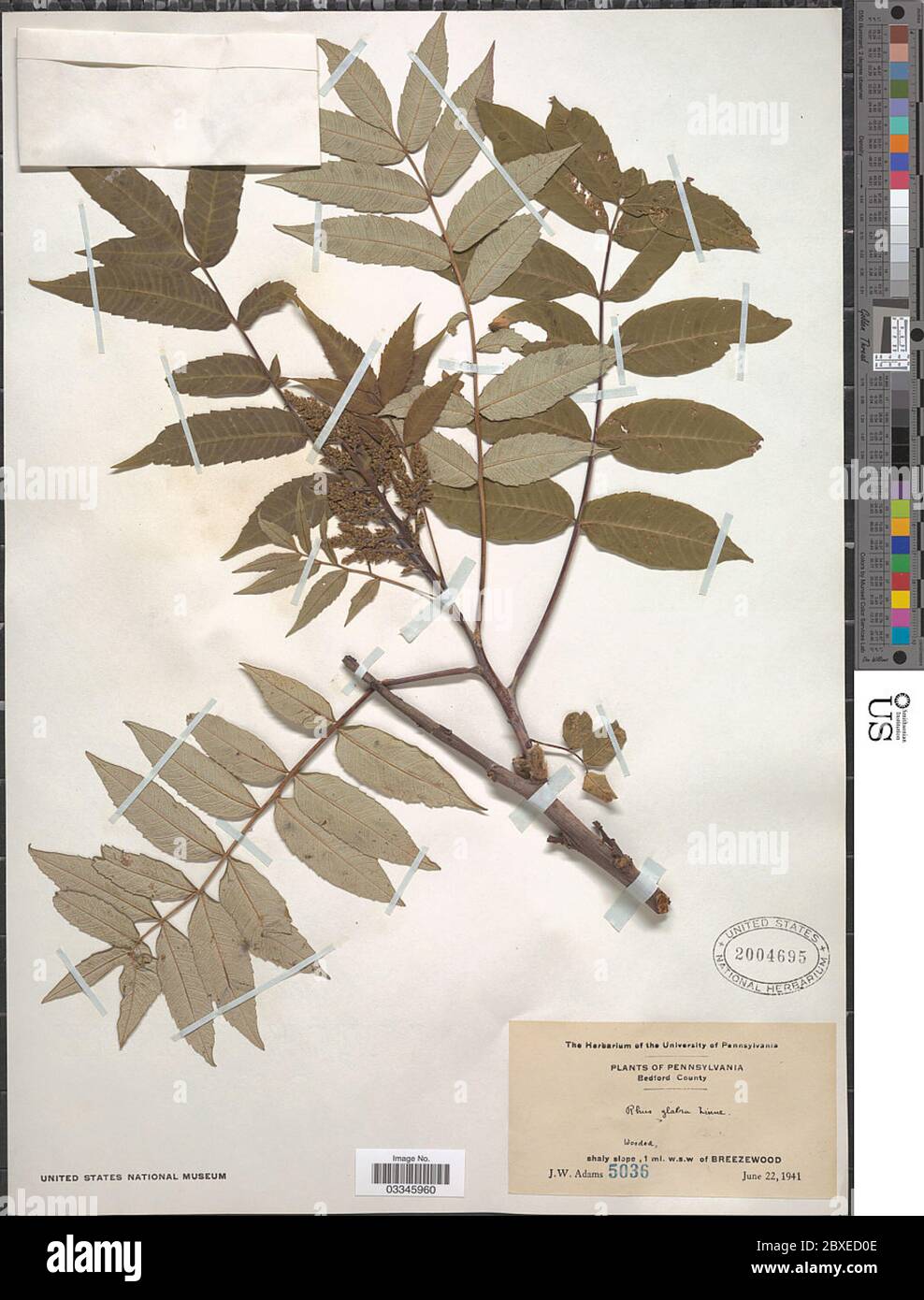 Rhus glabra l hi-res stock photography and images - Alamy
