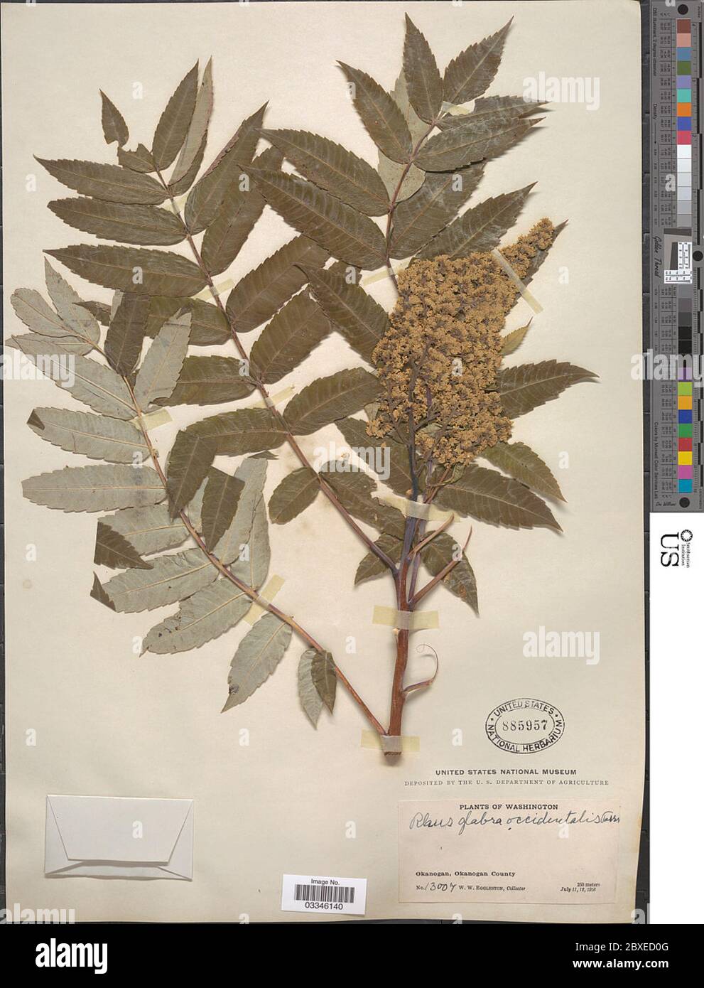 Rhus glabra L Rhus glabra L Stock Photo - Alamy