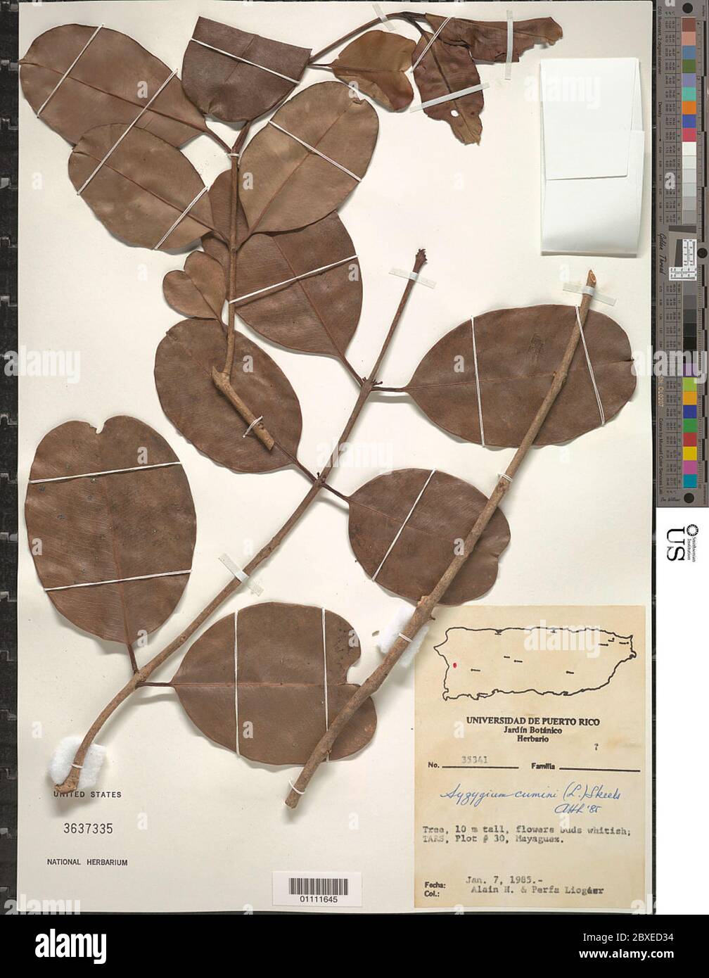 Syzygium cumini L Skeels Syzygium cumini L Skeels Stock Photo - Alamy