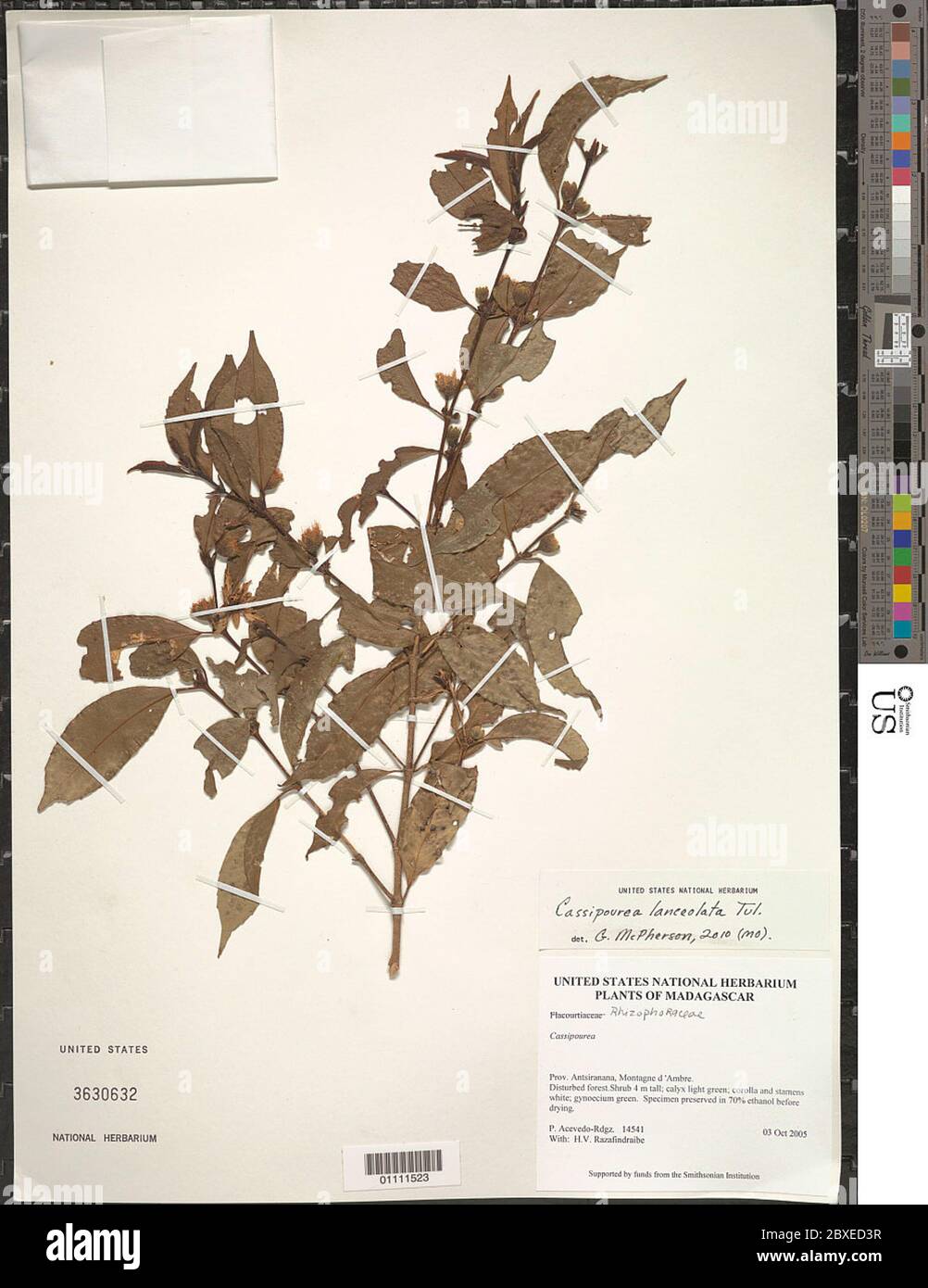 Cassipourea lanceolata Tul Cassipourea lanceolata Tul Stock Photo - Alamy