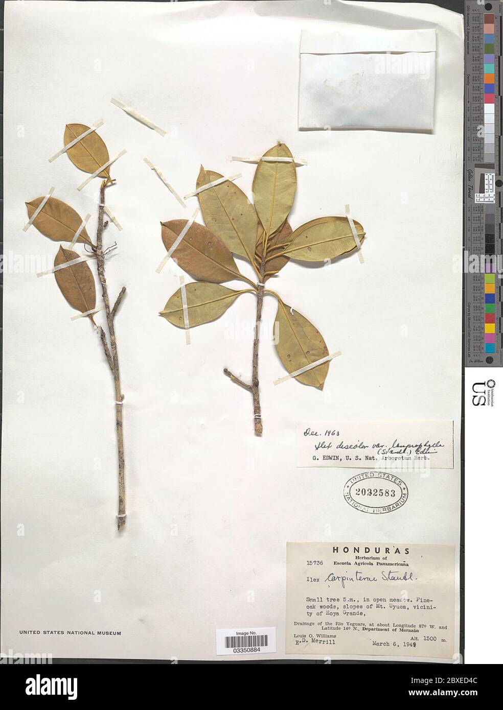 Ilex discolor Hemsl Ilex discolor Hemsl Stock Photo - Alamy