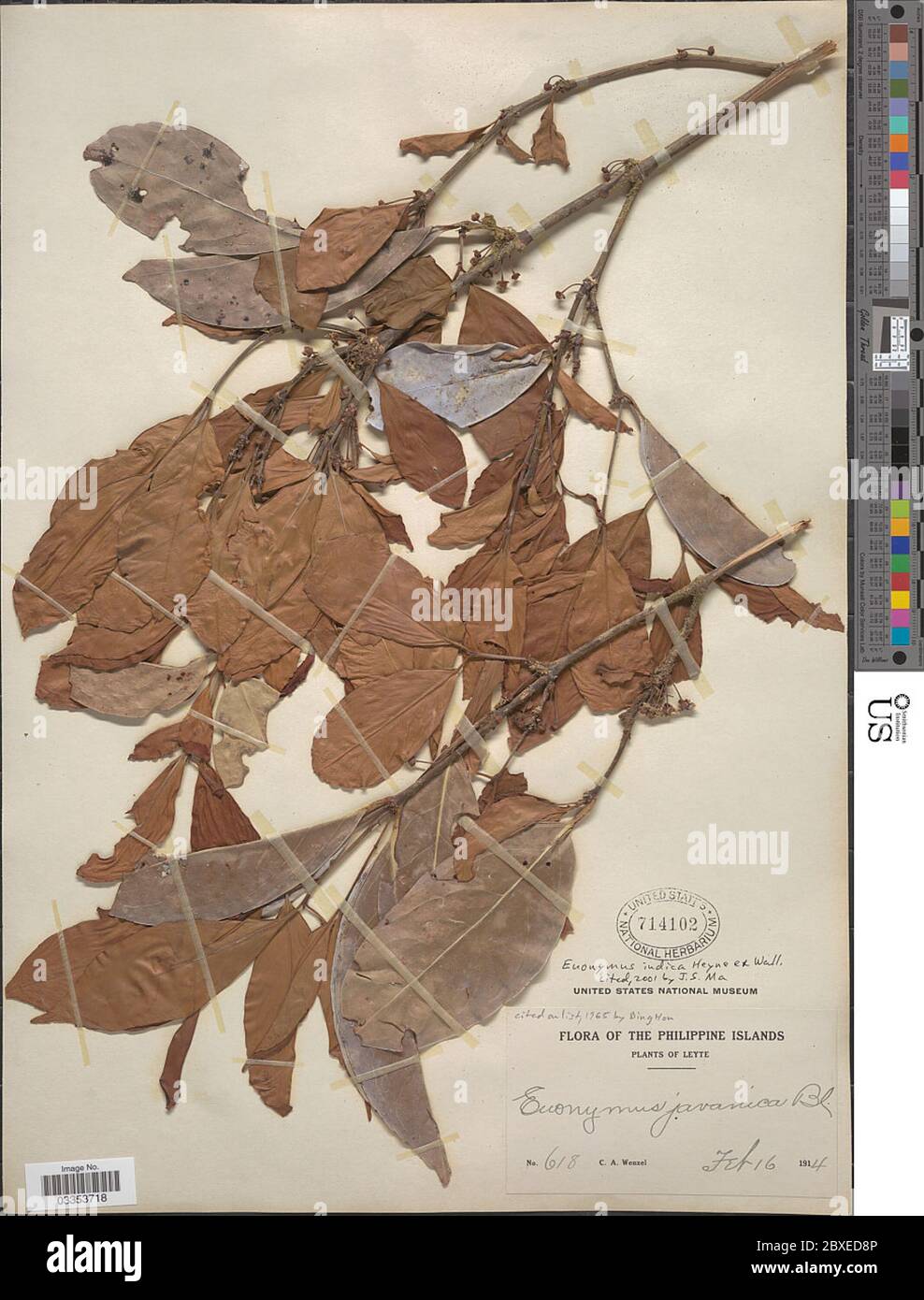 Euonymus indicus B Heyne ex Wall Euonymus indicus B Heyne ex Wall Stock ...
