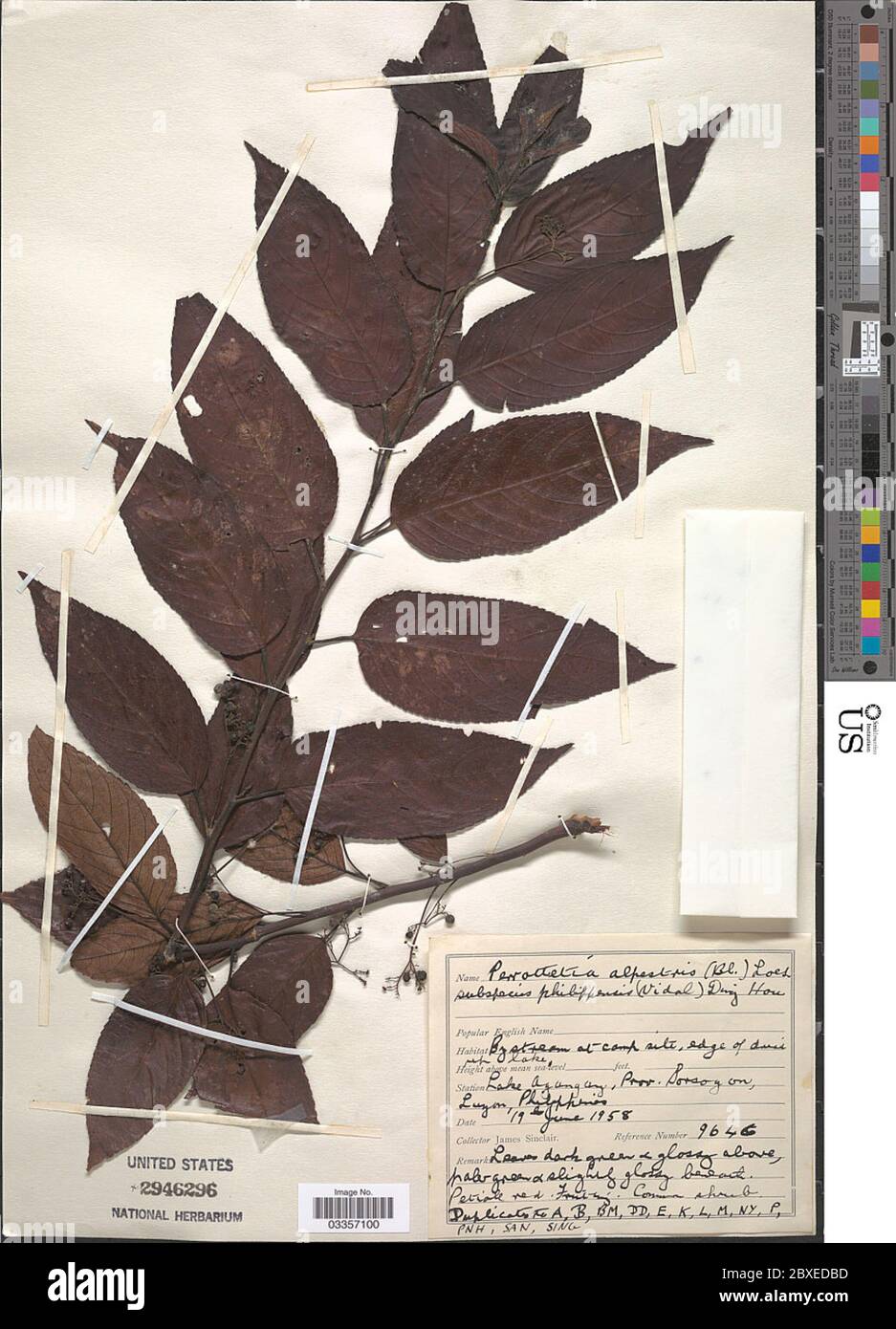 Perrottetia alpestris subsp philippinensis Perrottetia alpestris subsp ...