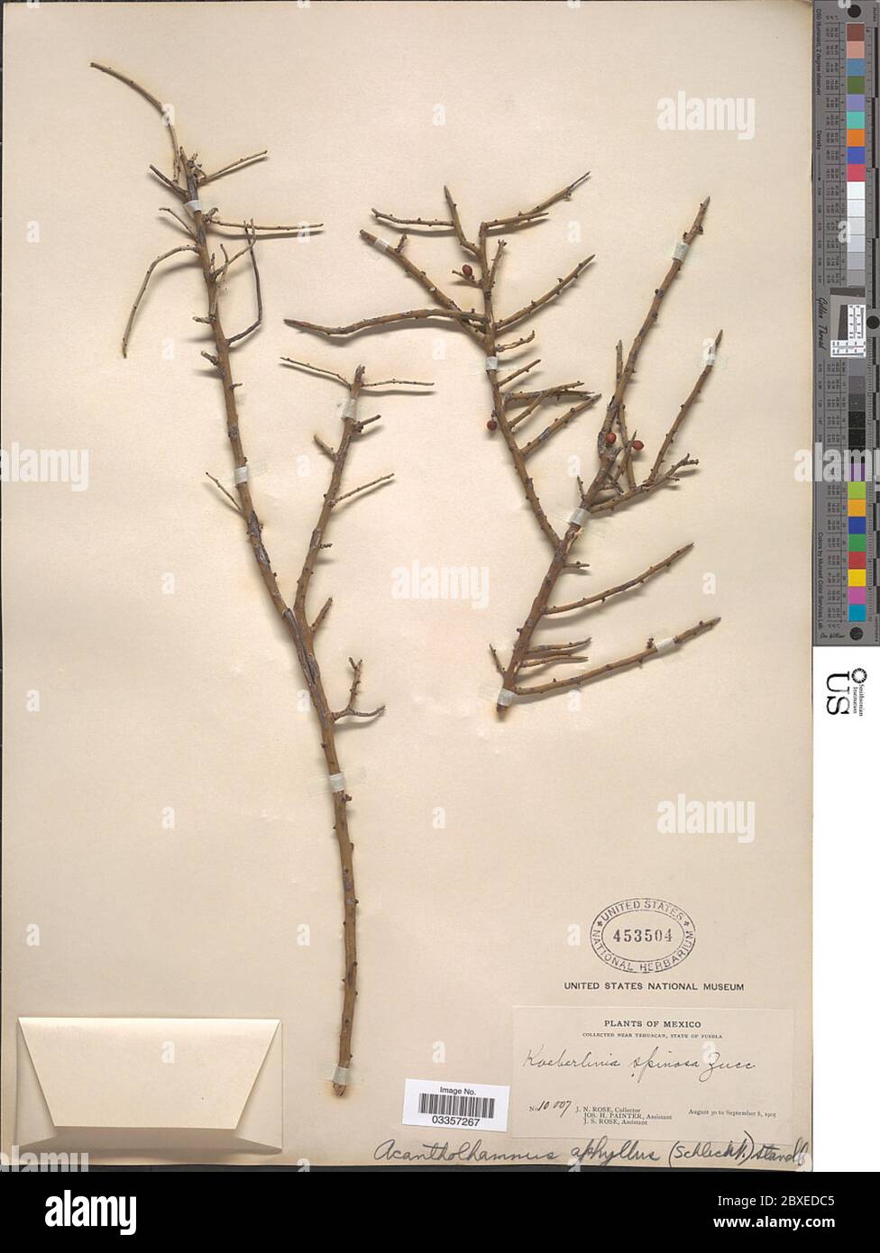 Acanthothamnus aphyllus Schltdl Standl Acanthothamnus aphyllus Schltdl ...