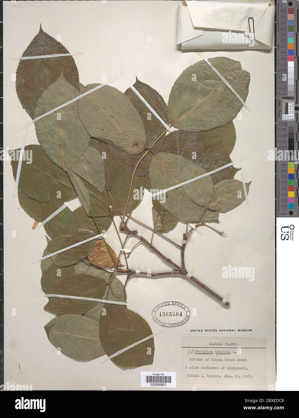 Staphylea Trifolia High Resolution Stock Photography and Images - Alamy