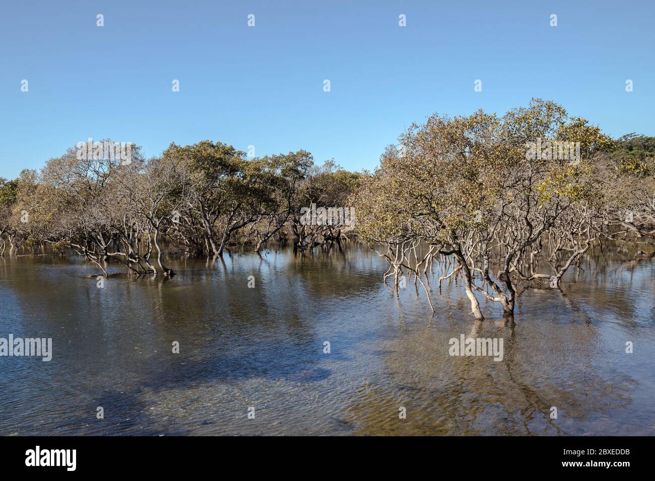 White mangrove hi-res stock photography and images - Alamy
