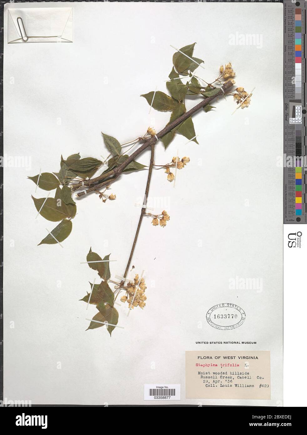 Staphylea Trifolia High Resolution Stock Photography and Images - Alamy