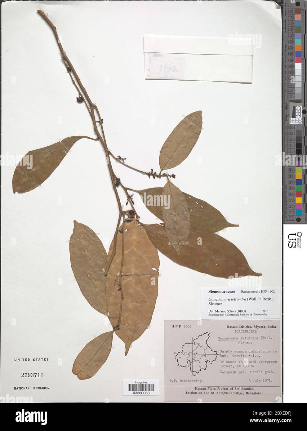 Gomphandra tetrandra Wall Sleumer Gomphandra tetrandra Wall Sleumer ...