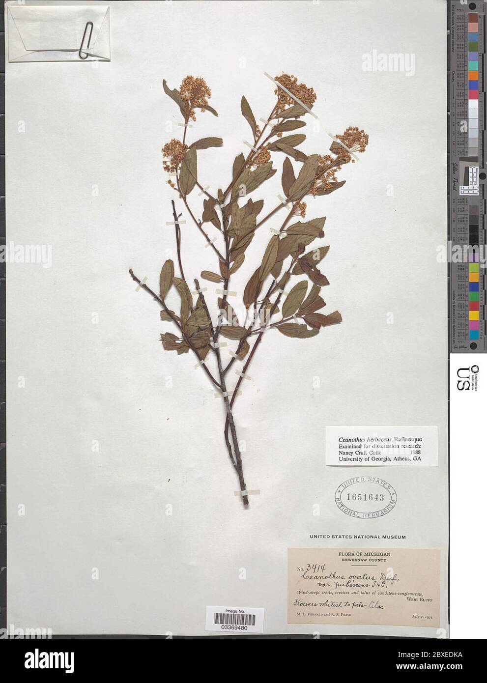 Ceanothus ovatus Ceanothus ovatus Stock Photo - Alamy