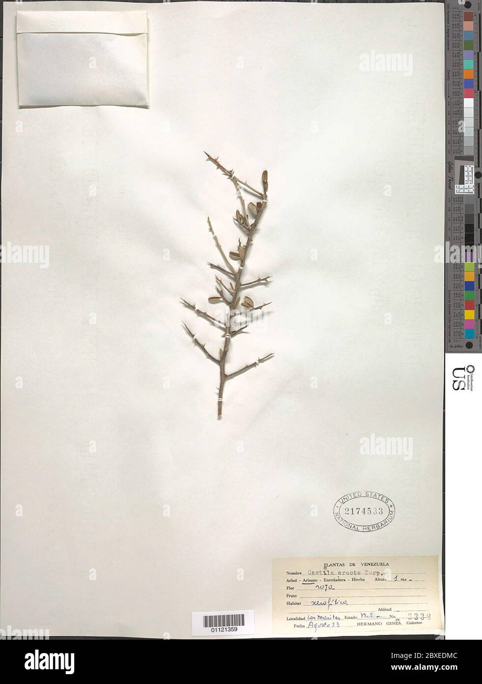 Castela erecta Turpin Castela erecta Turpin Stock Photo - Alamy
