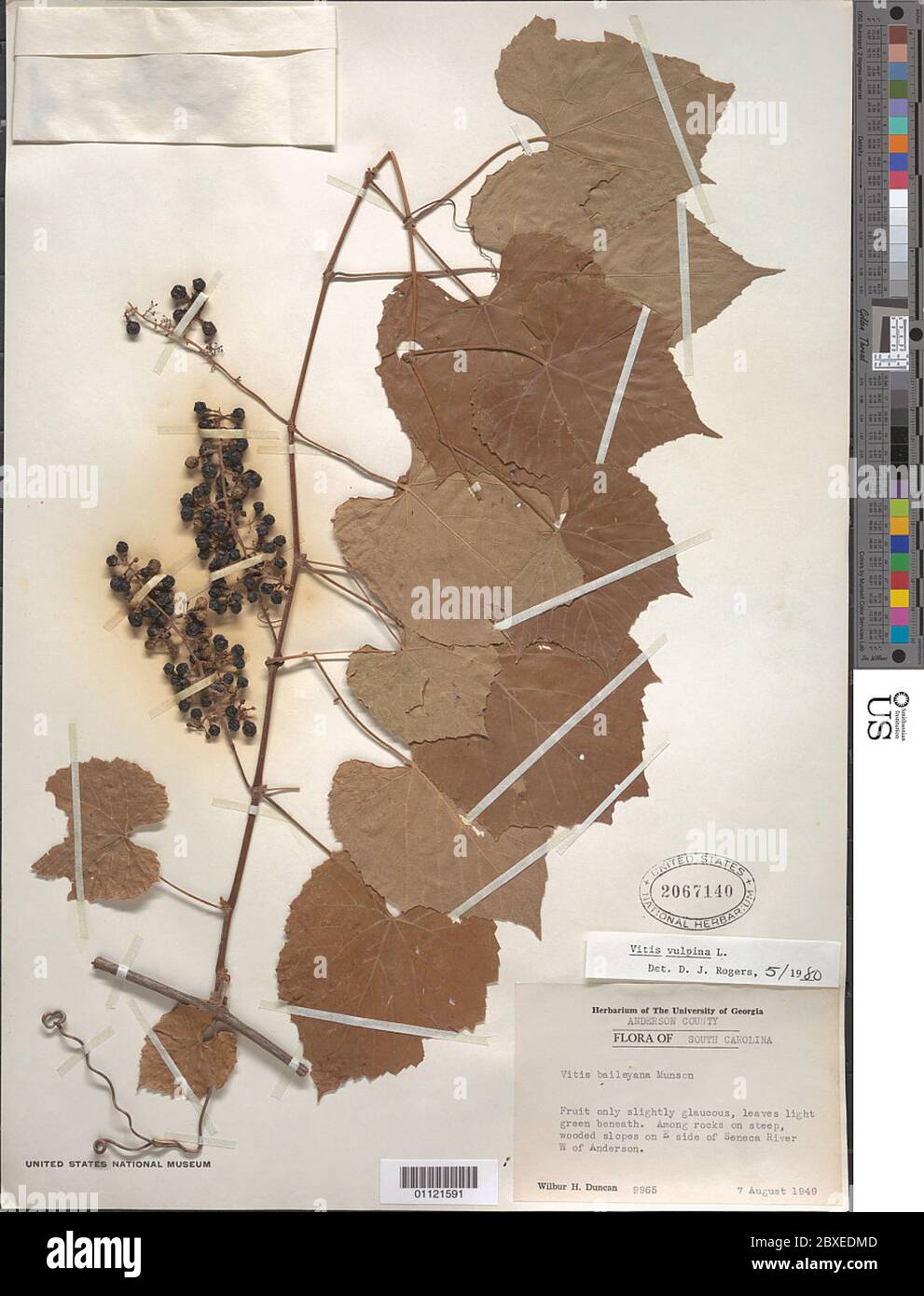 Vitis vulpina L Vitis vulpina L Stock Photo - Alamy