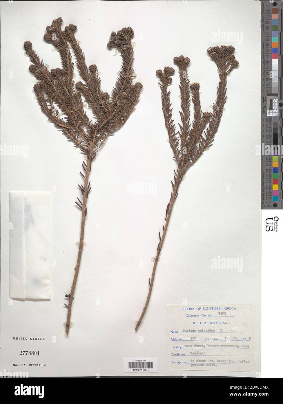 Plant phylica ericoides hi-res stock photography and images - Alamy