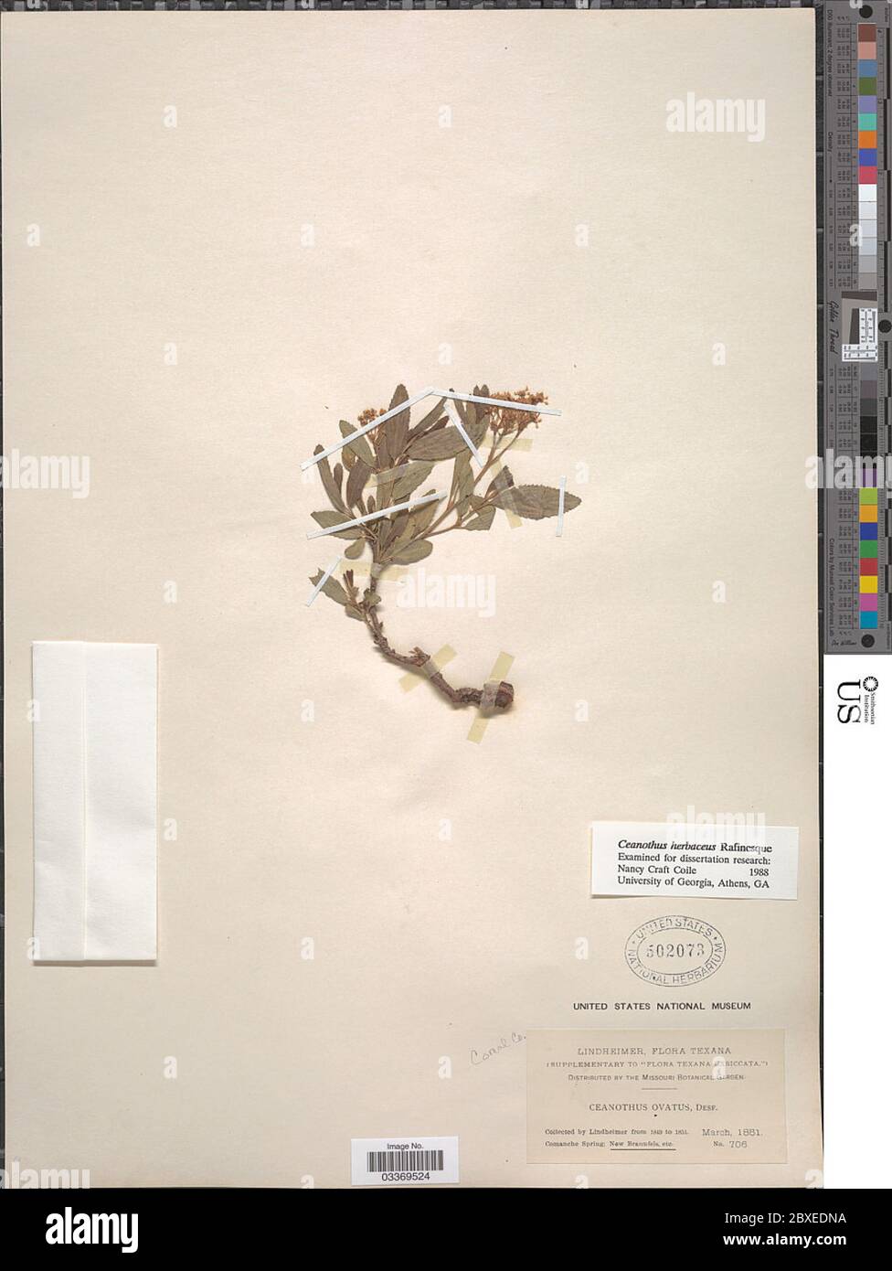 Ceanothus ovatus Ceanothus ovatus Stock Photo - Alamy