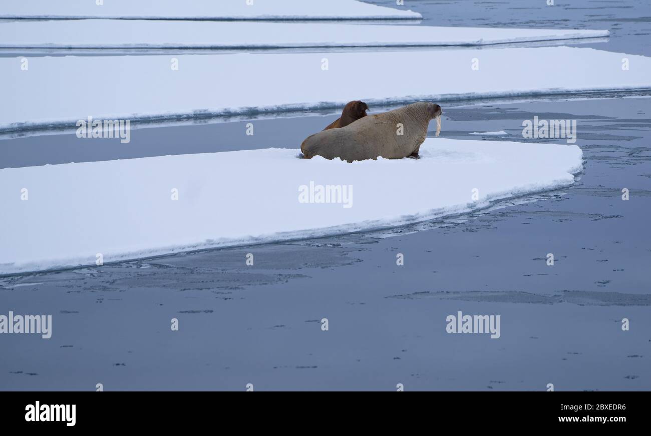 Walrus mother with young pup together on an sea ice floe in "Billefjord ...