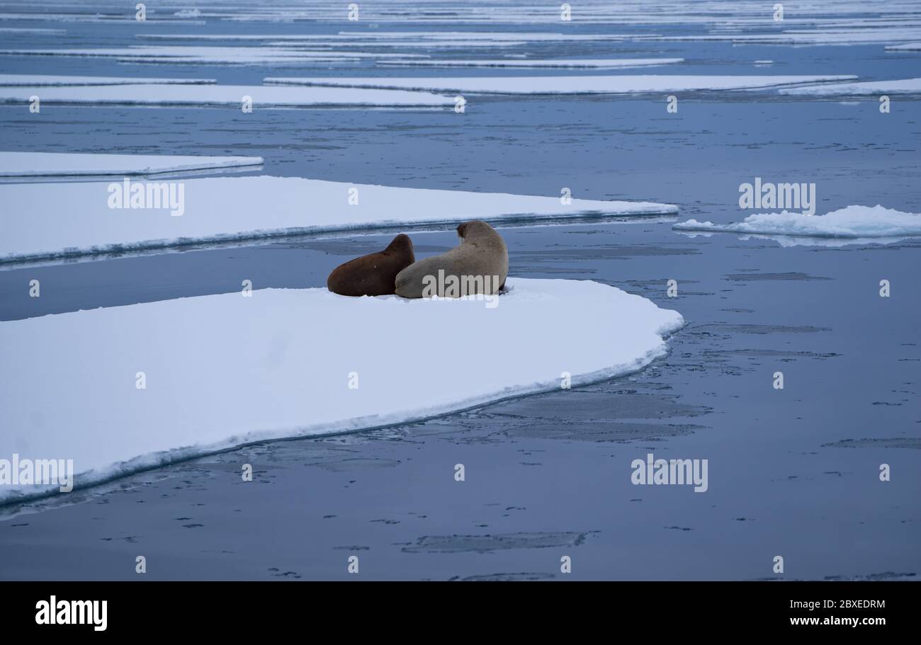 Walrus mother with young pup together on an sea ice floe in "Billefjord ...