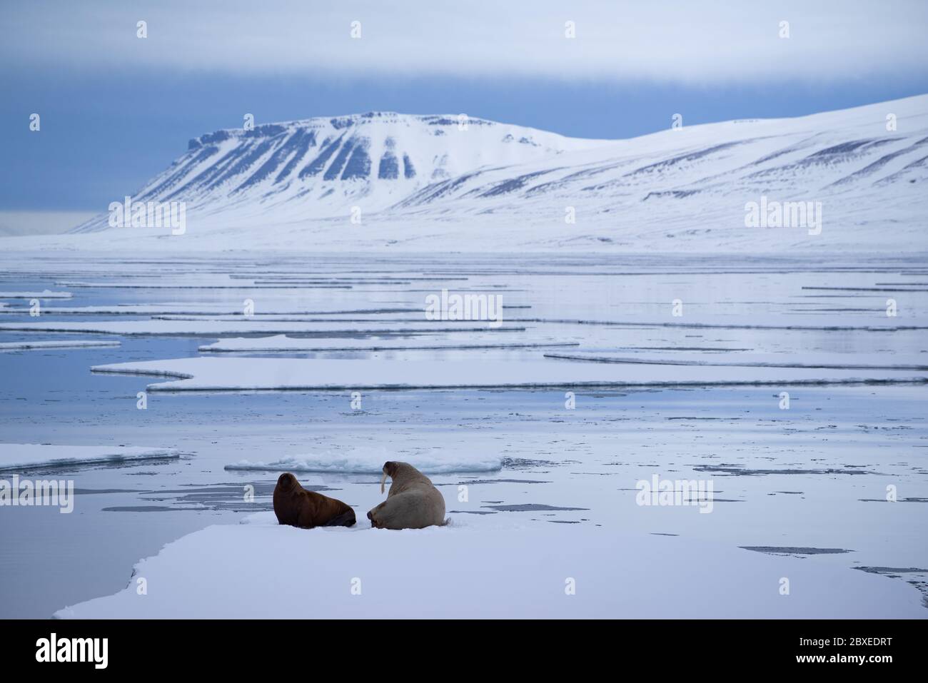 Walrus mother with young pup together on an sea ice floe in "Billefjord ...