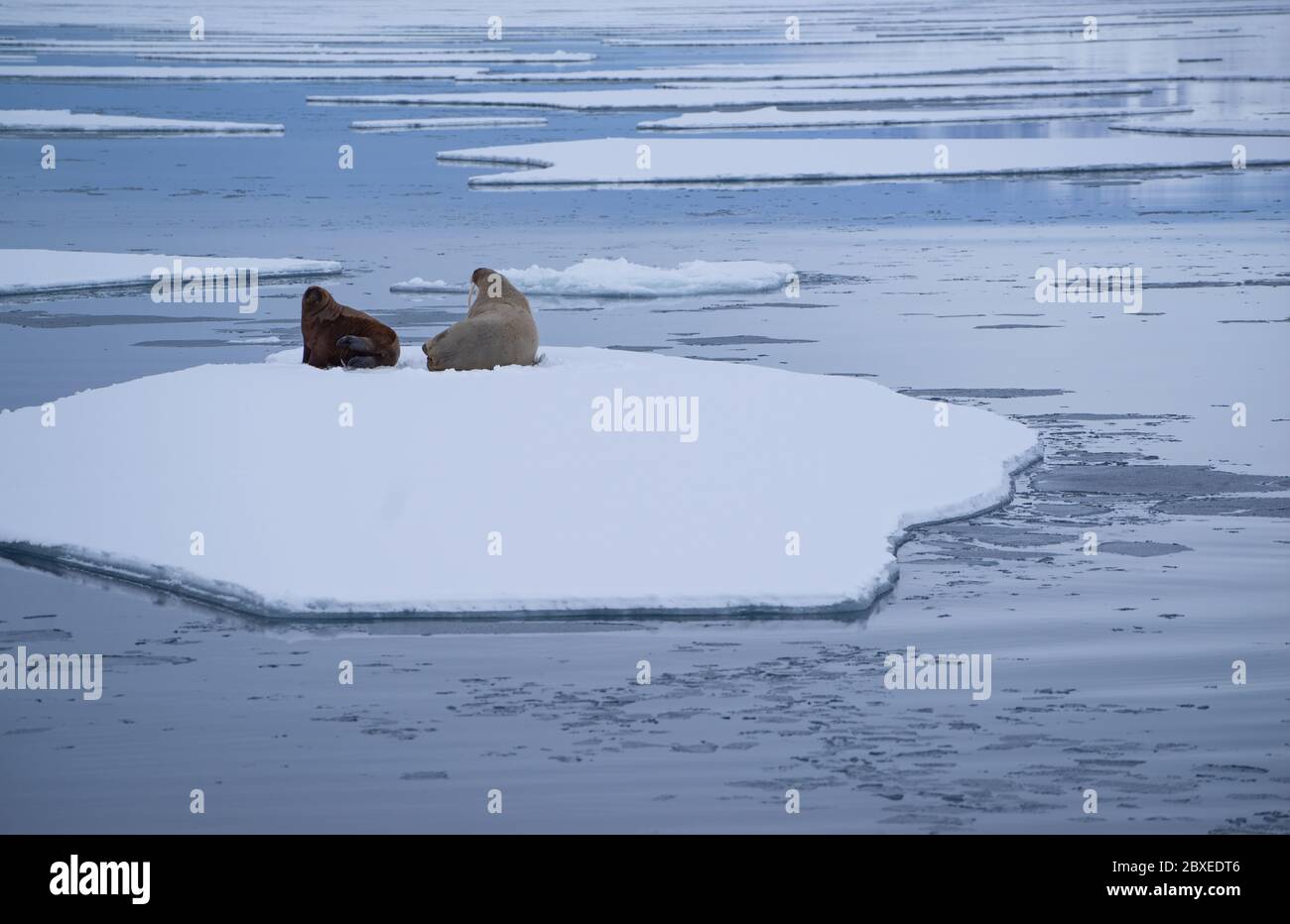 Walrus mother with young pup together on an sea ice floe in "Billefjord ...